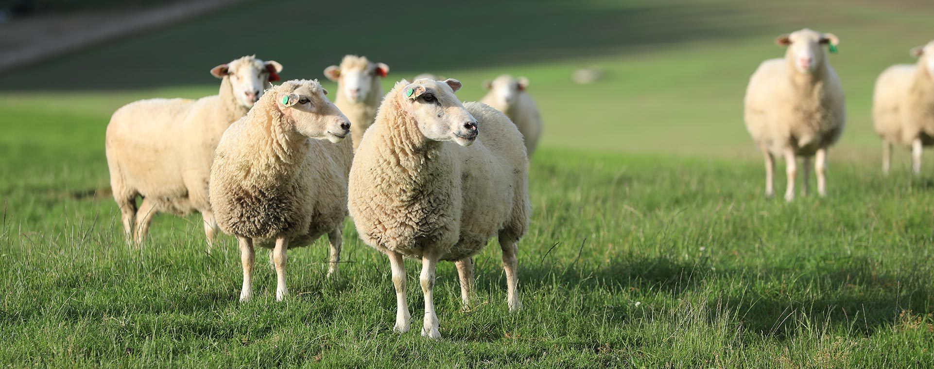 Toddler Milk Drink Stage 3 - Free Sample Pack - Spring Sheep (en-NZ)